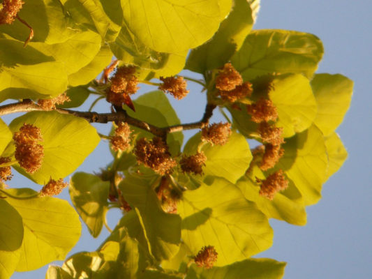 Fagus Sylvatica » Steckbrief & Ratgeber | Hecken Helge