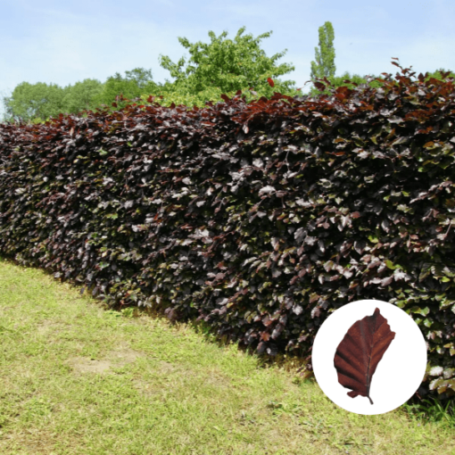 Rote Glanzmispel-Hecke richtig pflanzen & pflegen (7 Schritte)