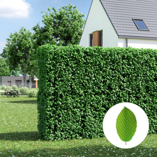 Schmale Hecke Als Sichtschutz