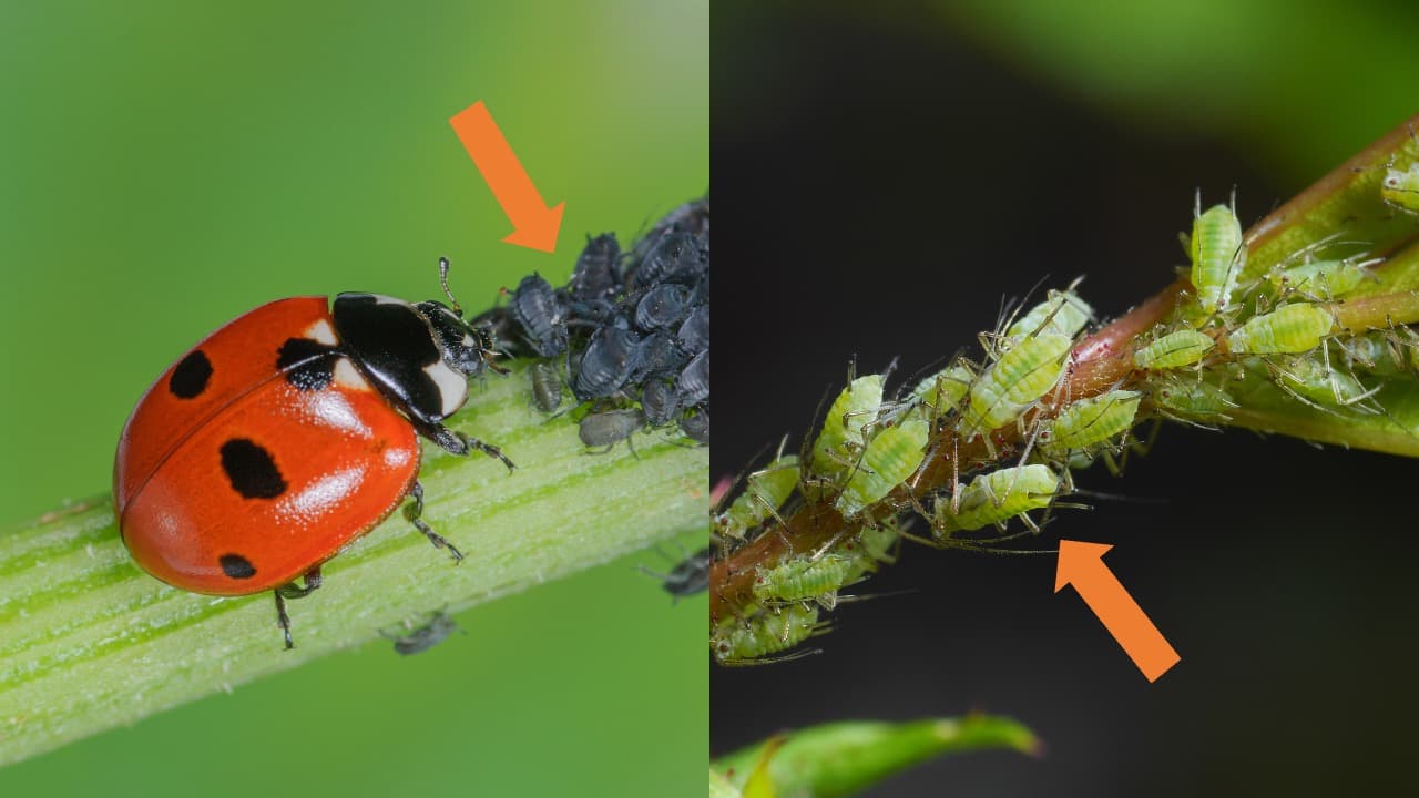 Rote Glanzmispel-Hecke richtig pflanzen & pflegen (7 Schritte)