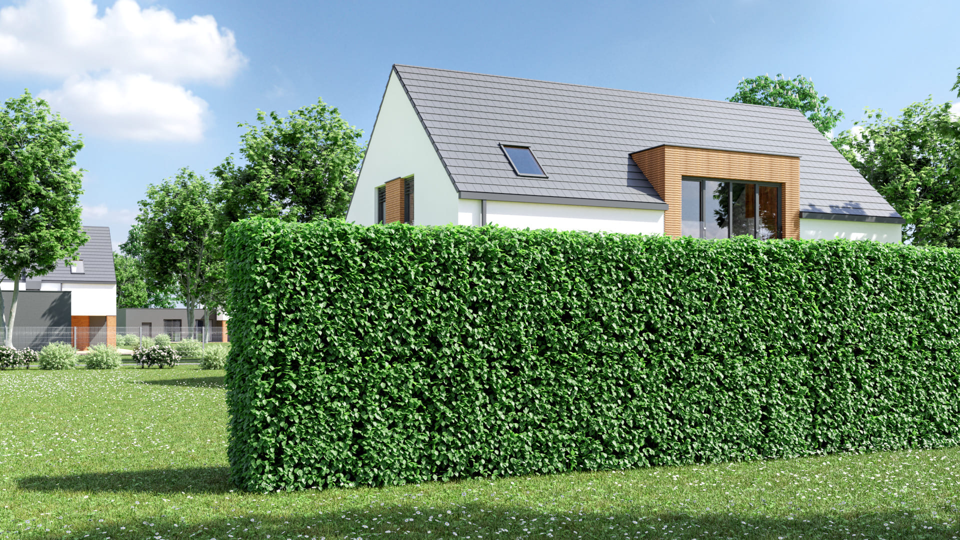 Hainbuchen-Hecke in 7 Schritten Pflanzen & Pflegen