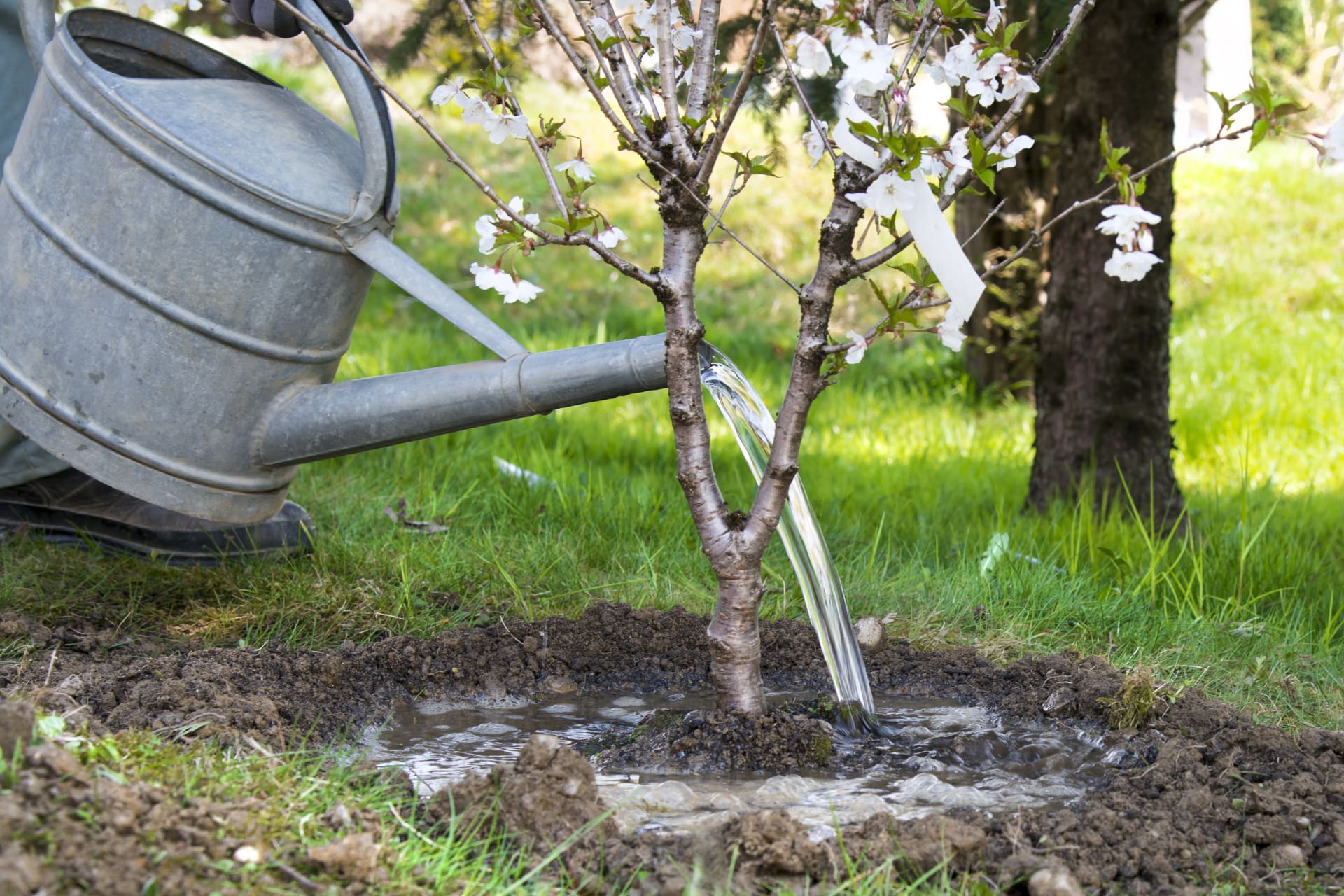 Die perfekte Buchenhecke kaufen & pflanzen » Helges XXL Ratgeber