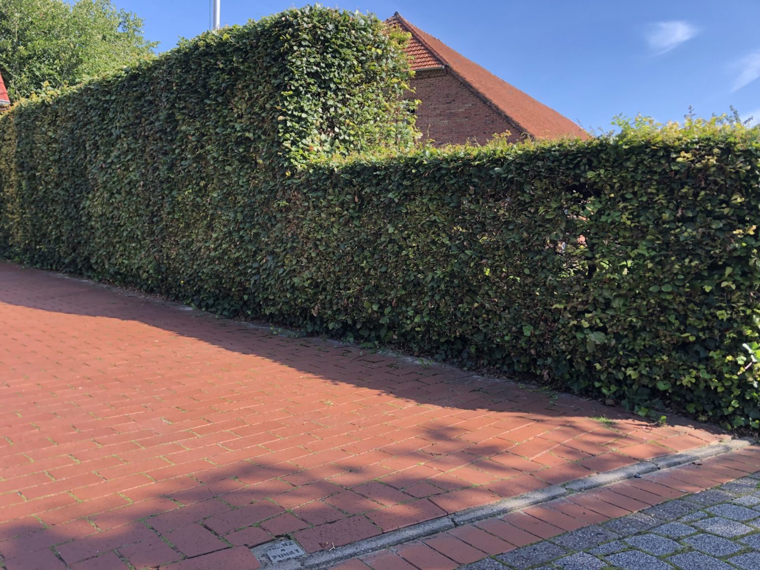 Fagus Sylvatica » Steckbrief & Ratgeber | Hecken Helge