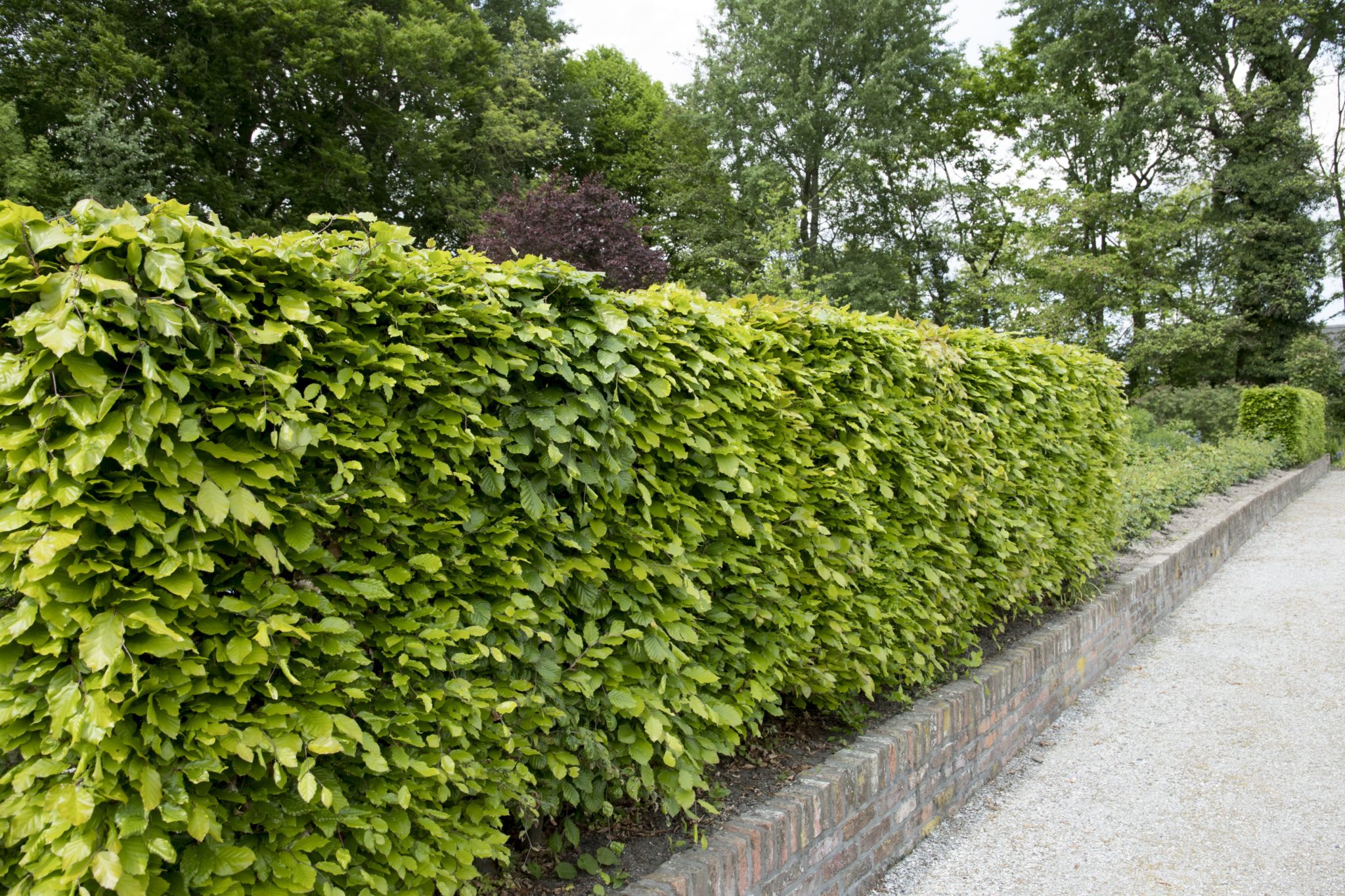 Fagus Sylvatica » Steckbrief & Ratgeber | Hecken Helge