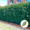 Rote Glanzmispel-Hecke richtig pflanzen & pflegen (7 Schritte)