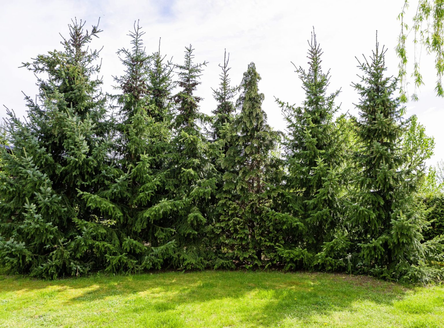 Die besten Koniferen kaufen + XXL Ratgeber | Hecken Helge