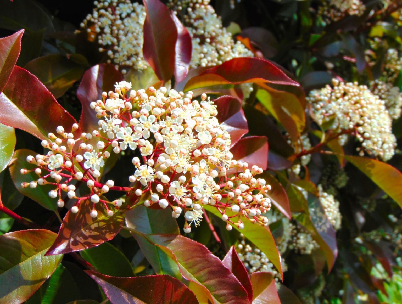 Glanzmispel ‚Red Robin‘ (Photinia fraseri) kaufen » [Steckbrief ...