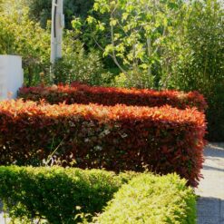 Photinia fraseri 'Red Robin’ » Steckbrief & Ratgeber | Hecken Helge