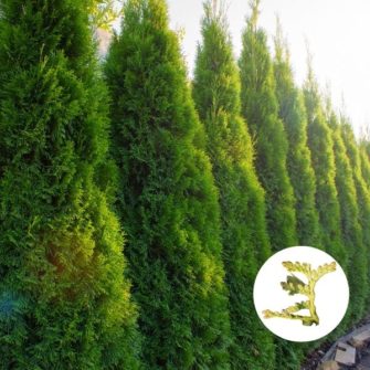 Thuja Hecke Kaufen