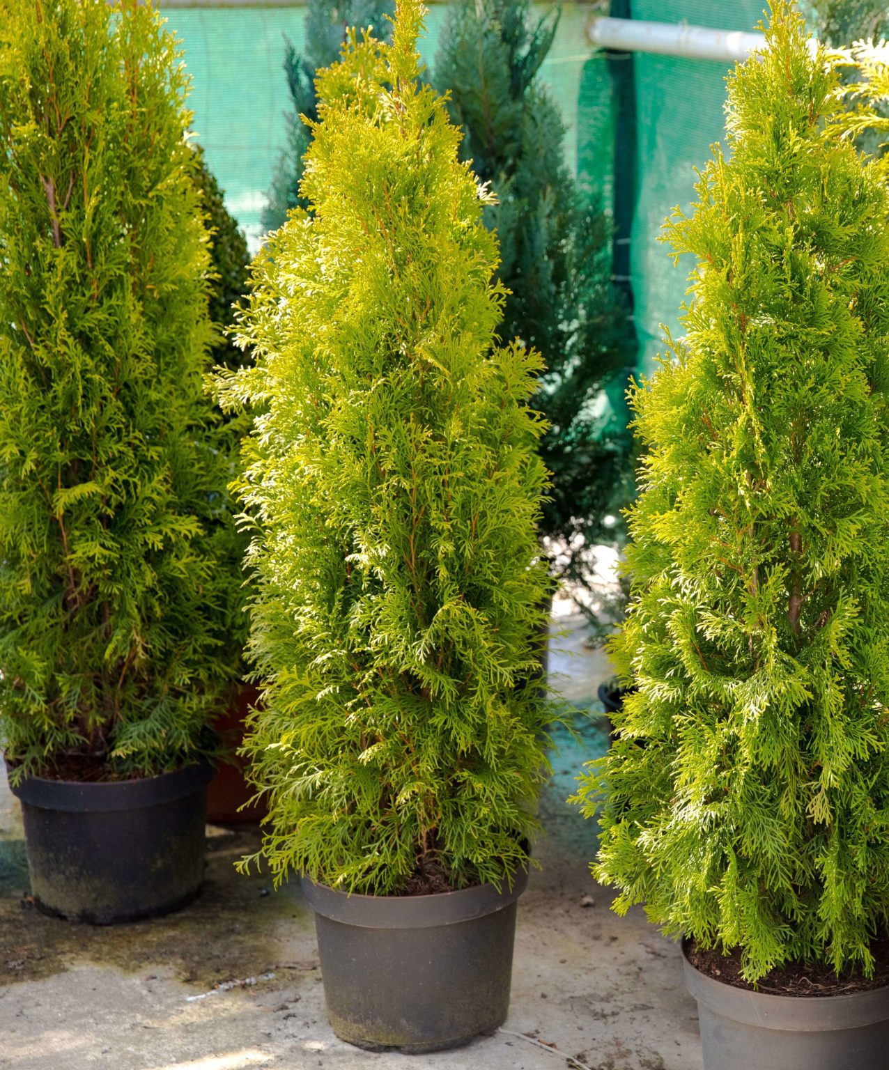 Die perfekte Thuja Hecke kaufen & pflanzen » XXL Ratgeber