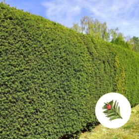 Ovalblättrige Liguster-Hecke: Pflanz- und Pflegeanleitung in 7 Schritten