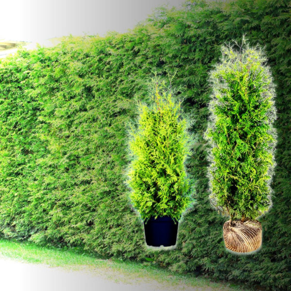 Die perfekte Thuja Hecke kaufen & pflanzen » XXL Ratgeber