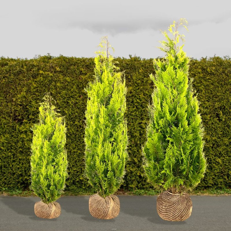 Die besten Koniferen kaufen + XXL Ratgeber | Hecken Helge