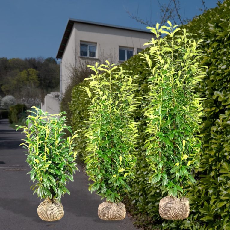 Kirschlorbeer Als Heckenpflanze