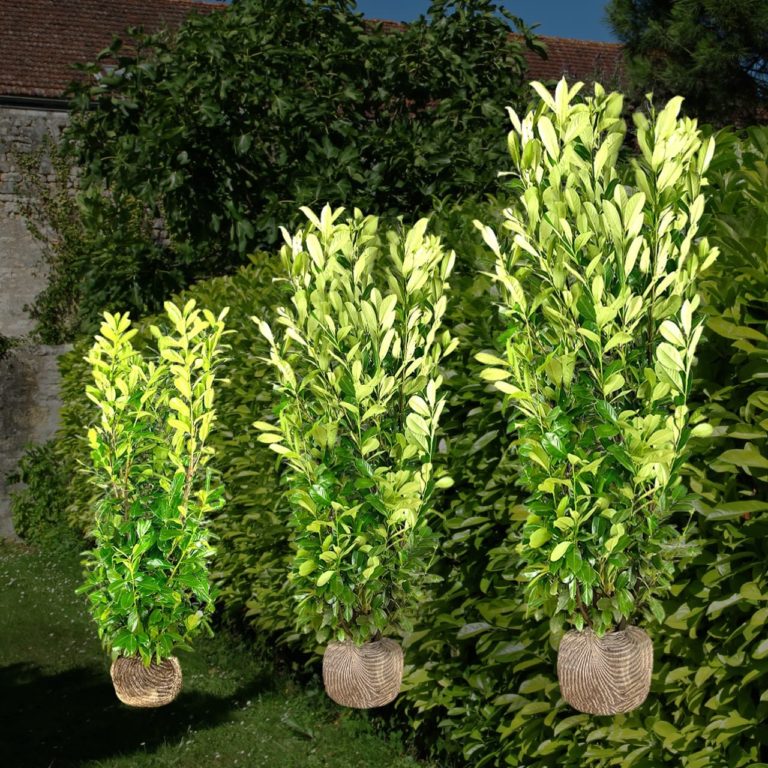 Die perfekte Kirschlorbeerhecke kaufen & pflanzen » Helges XXL Ratgeber