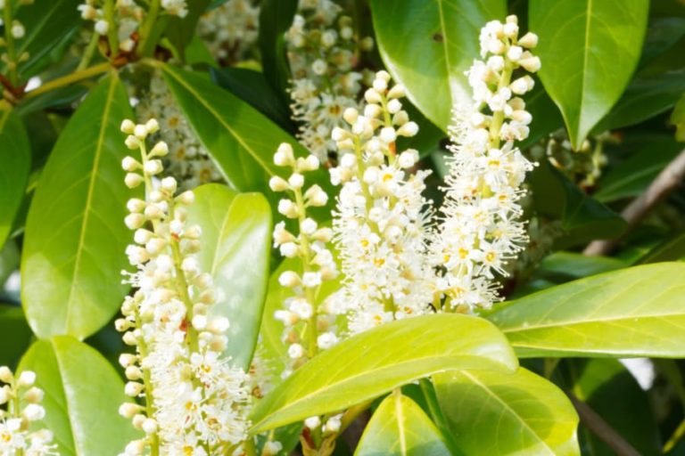Prunus laurocerasus Rotundifolia » Steckbrief & Ratgeber | Hecken Helge