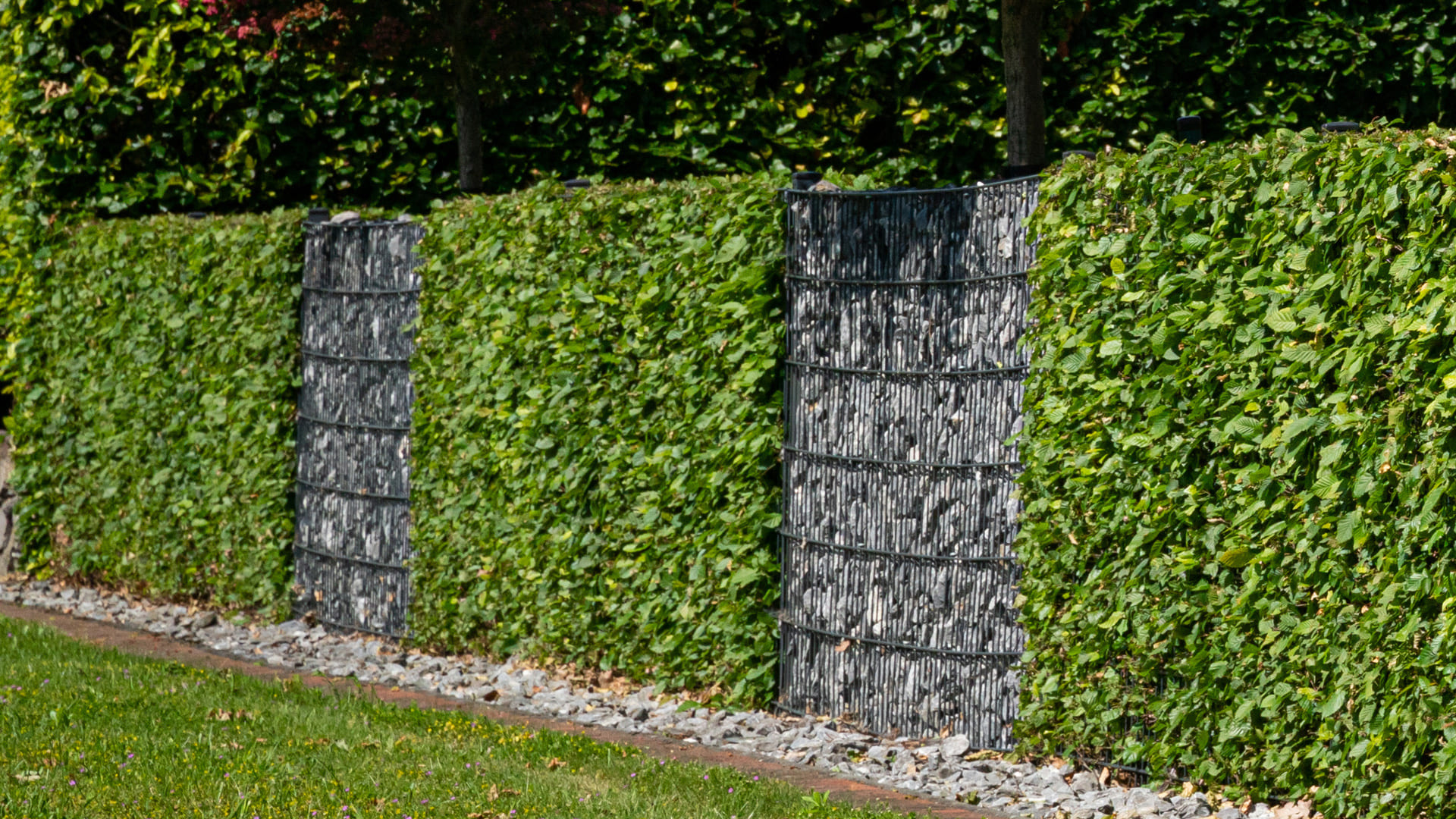 Carpinus Betulus » Steckbrief & Ratgeber | Hecken Helge