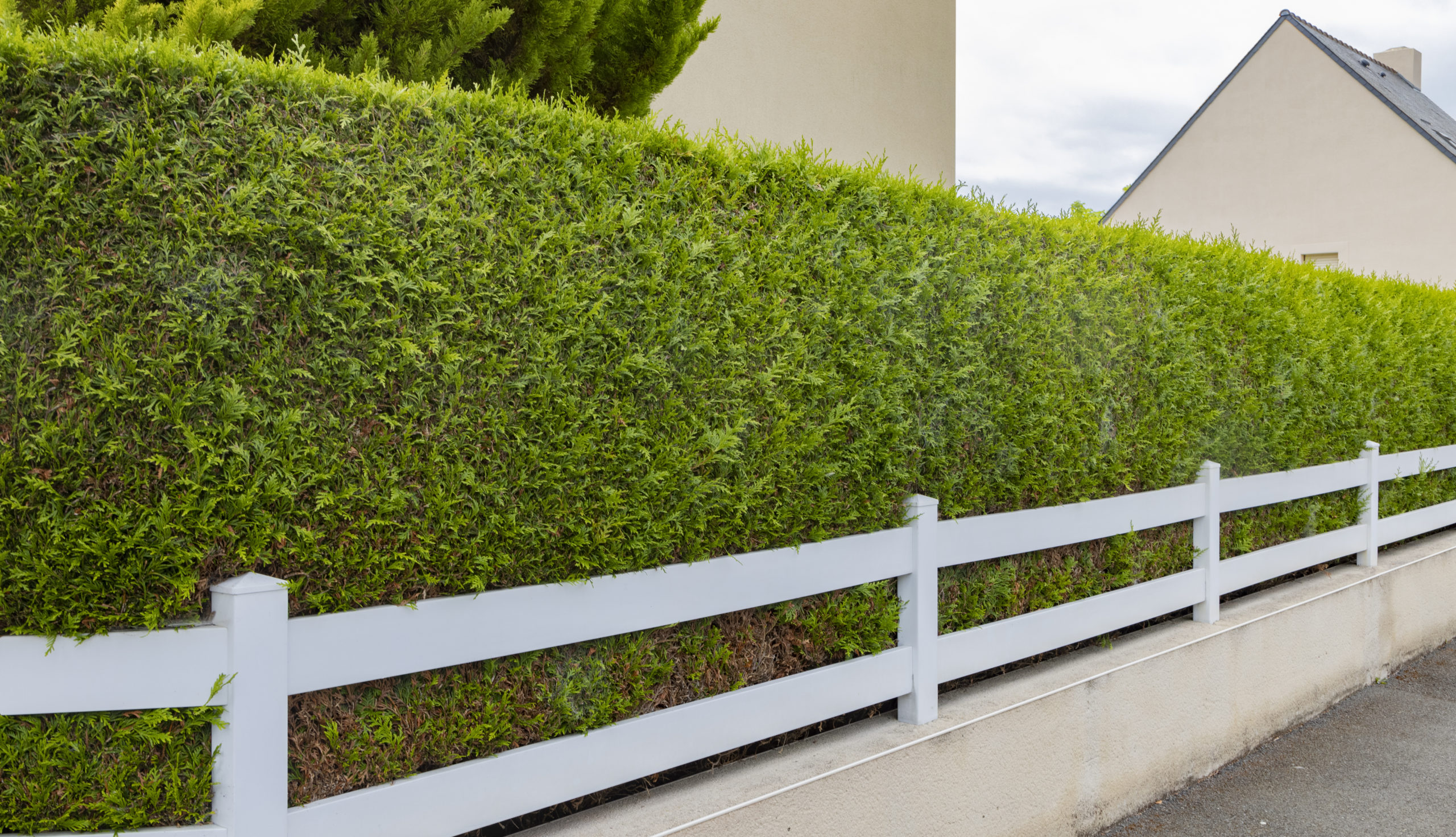 Cupressocyparis Leylandii » Steckbrief & Ratgeber | Hecken Helge