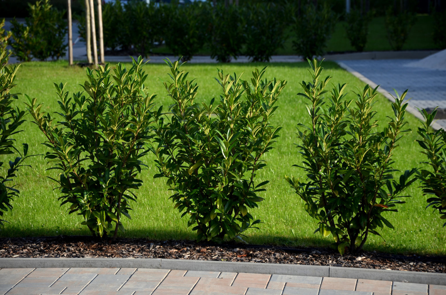 Prunus laurocerasus Novita » Steckbrief & Ratgeber