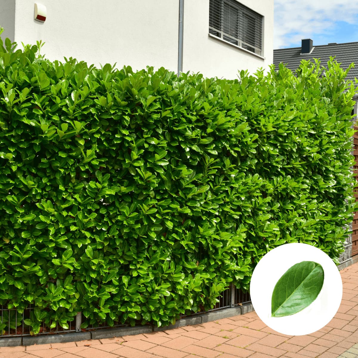 Thuja Brabant-Hecke richtig pflanzen & pflegen (7 Schritte) | Hecken Helge